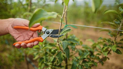 The Art And Science Of Tree Pruning In Florida Professional Tree Trimmers