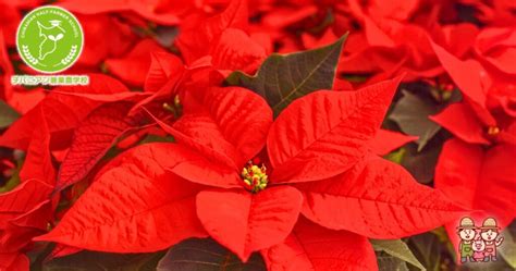 クリスマスの起源と由来を解説！意外な豆知識まとめ