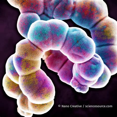 Science Source Images Streptococcus Bacteria Streptococcus Bacteria Are An Example Of Cocci