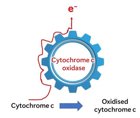 Essential Guide To The Oxidase Test Key Method For Identifying Gram