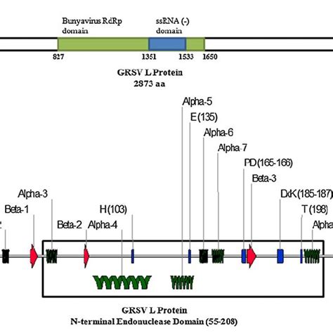 Domain Assessment And Secondary Structure Prediction For The L Protein Download Scientific