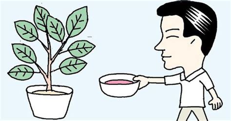 리빙포인트 고기 담근 핏물 관엽식물에