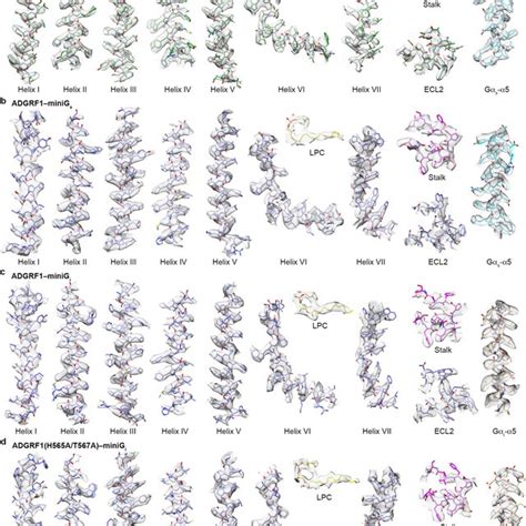 Cryo Em Density Maps Of The G Protein Bound Adgrd1 And Adgrf1