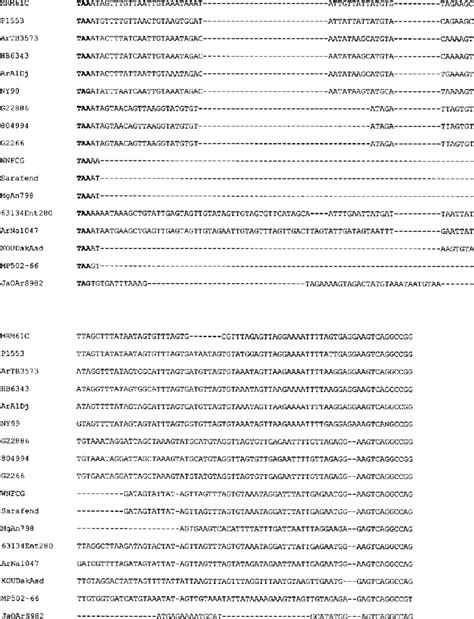 Nucleotide Sequence Alignment Of The 3utr Untranslated Region