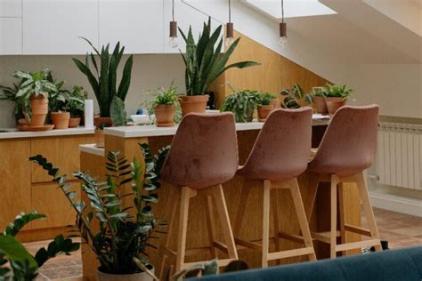 Pagamentos De Scuts O Que Precisa Saber