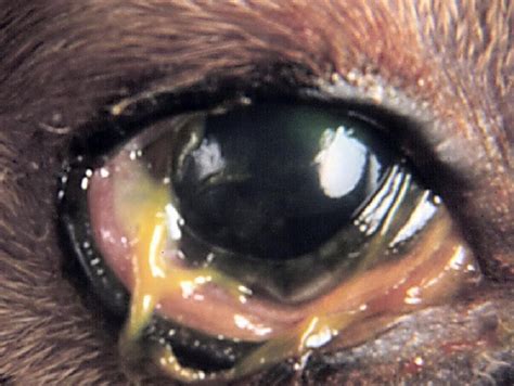 Imagequeratoconjuntivitis Seca Subaguda Perro Manual De Veterinaria