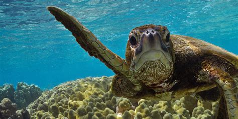 Loggerhead Sea Turtle Habitat