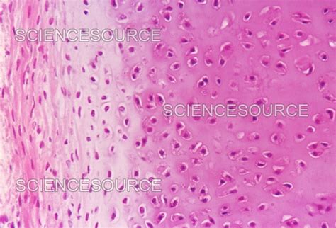 Perichondrium Histology