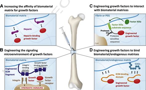 Extracellular Matrix Bone