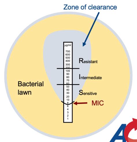 Microbiology Exam 2 Flashcards Quizlet