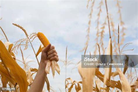 곡물 작물과 황금 농장의 배경에 손에 잘 익은 노란색 옥수수 수확 축제 가을 추수 감사절 0명에 대한 스톡 사진 및 기타 이미지 Istock