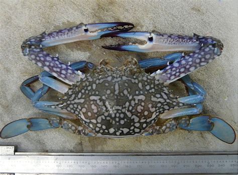 Fish Facts True Blue Swimmer Crabs Fishing World Australia