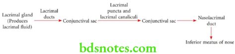 Scalp Temple And Face Anatomy Notes Bds Notes