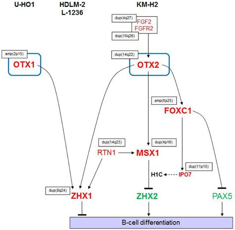 Aberrant Gene Regulatory Network The Diagram Summarizes The Results Download Scientific