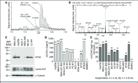 Discovery Of Cellular Communication Network Factor 1 CCN1 As A