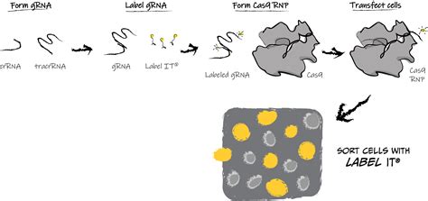 Enrich Crisprd Cells With Label It® Mirus Bio