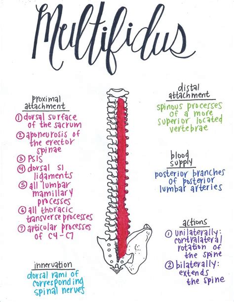 Multifidus Muscle Anatomy Muscular System Anatomy Human Anatomy And Multifidus Muscle Anatomy Muscular System Anatomy Human Anatomy And