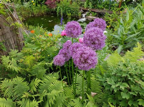 2300개 이상의 Giganteum 스톡 사진 그림 및 Royalty Free 이미지 Istock