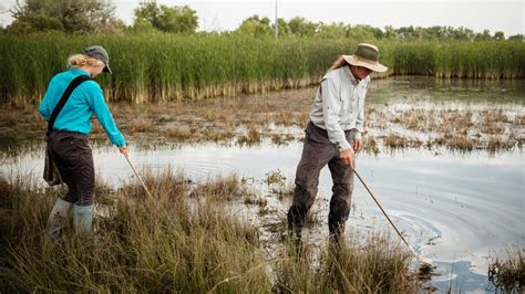 What Mosquito Control Programs Do Mosquitoes Cdc