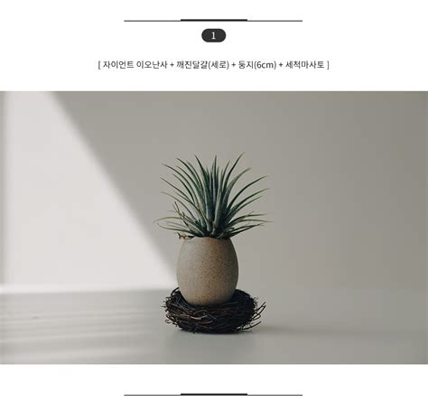 자이언트 이오난사 깨진달걀 둥지세트 감도 깊은 취향 셀렉트샵 29cm