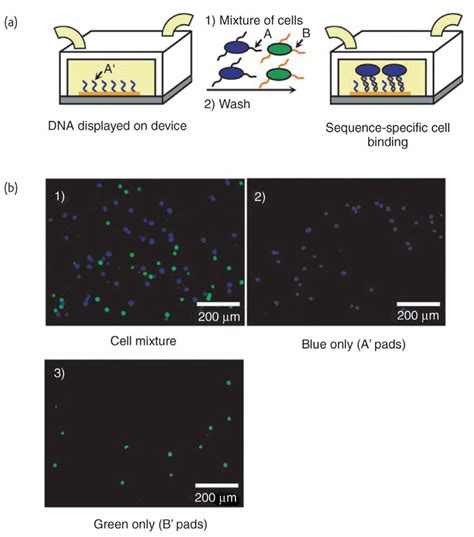 DNA Sequence Specific Capture Cells On Substrate A General Scheme Of Download Scientific