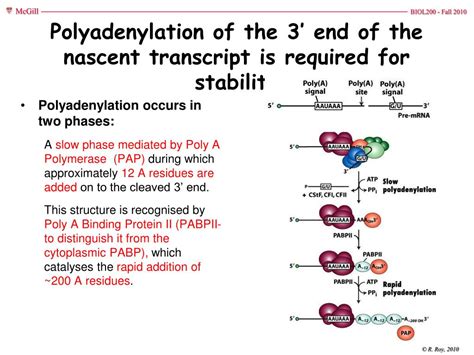Ppt Alternative Splicing Controls Sex Determination In Drosophila Powerpoint Presentation Id