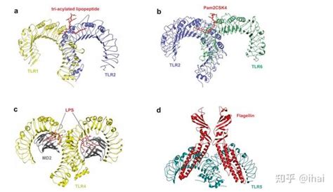 健康和疾病中的模式识别受体（文献学习） 知乎
