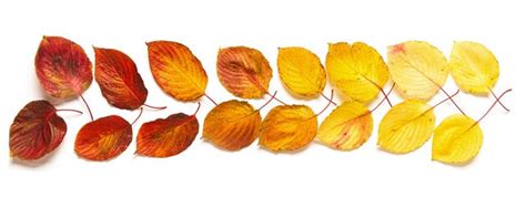 낙엽 색깔 따라 가을은 흐른다 한국일보