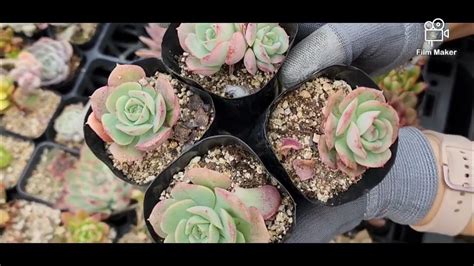 💕신세대다육 01041059117💕쪼꼬미 아이들 올립니다💙건행💙 배송 날짜 월ㆍ화ㆍ금 이고 2만원이상 주문시 택배 가능 ㆍ5