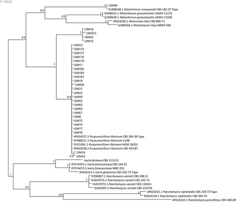 Bayesian Phylogenetic Analysis Of The β Tubulin Coding Region The