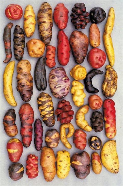 Different Varieties Of Potato Grown In Peru I Love Potatoes R