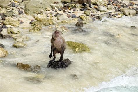 Macaco Jovem Em Pé Na Praia De Pedra Foto Premium