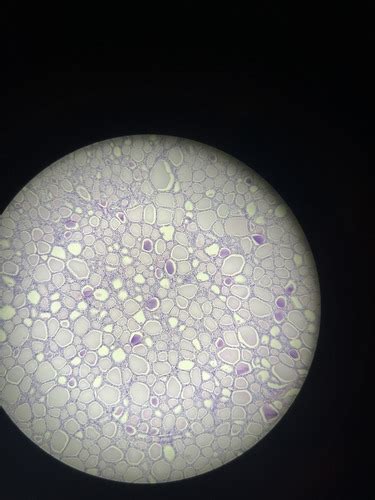 Bio Lab Ch 6 Microscope Slides Flashcards Quizlet