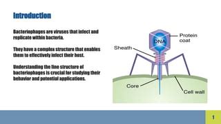 Fine Structure Of Bacteriophage Pptx