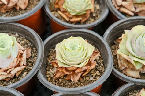 山地玫瑰叶子发黄怎么办 花百科