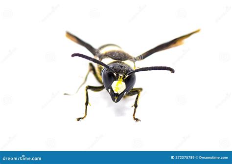 Euodynerus Bidens Two Toothed Eumenine Mason Wasp Front Face View Isolated On White