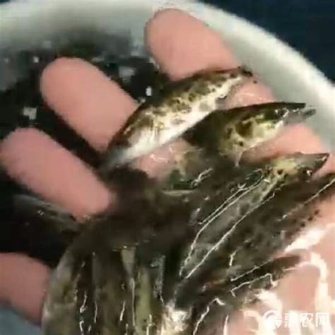 鳜鱼苗批发 斑鳜鱼苗纯种斑桂鱼苗虎纹斑桂杂交斑鳜鱼价格45元尾 惠农网