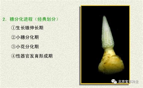 玉米穗雌蕊 雄蕊和雌蕊 玉米穗 大山谷图库