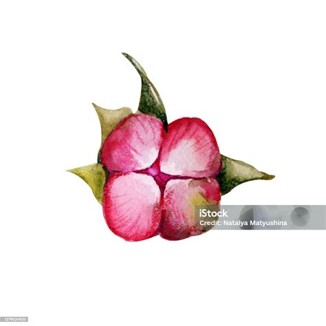 장미 꽃 핑크 버드 흰색 배경에 격리 된 손 수채화 그림 웨딩 인쇄물 초대장 축하 클립아트 엽서 생일을 위한 디자인 결혼식에 대한 스톡 벡터 아트 및 기타 이미지 Istock