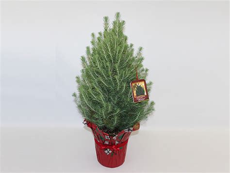 The Pinery Aleppo Pine