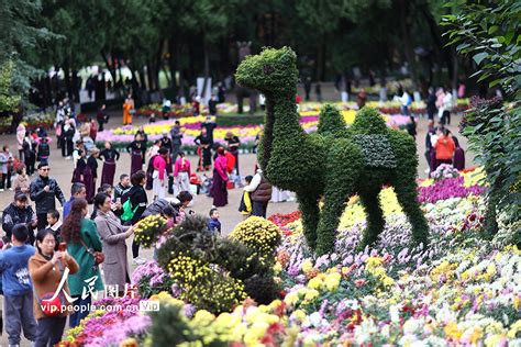 四川绵阳富乐山菊花展游人如织2 图片频道 人民网