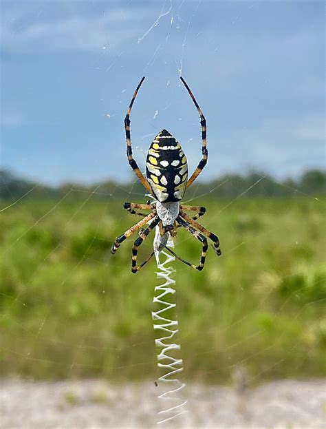Argiope Aurantia The Striking Black And Yellow Garden Spider” Of