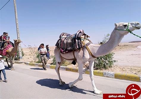 حرکت کاروان زیارتی امامزاده علی شهرستان بشرویهتصویر