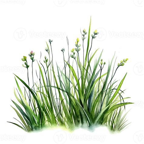 Watercolor Green Grass Illustration 23569953 Png