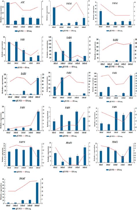 Quantitative Real Time Polymerase Chain Reaction Qrt Pcr Validation