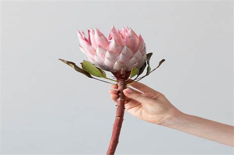 鲜花常识 情人节送玫瑰的讲究 好花网