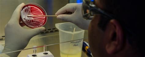 Microbiology Labs And Regulator Monitoring Tempgenius