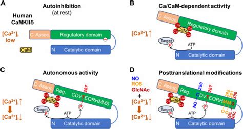 Camkii Signaling In Heart Diseases Emerging Role In Diabetic Cardiomyopathy Journal Of