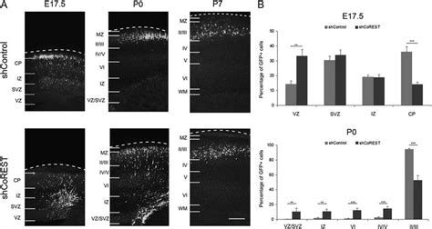 Interference Of Corest Expression Delays Migration Out Of The Vz Svz