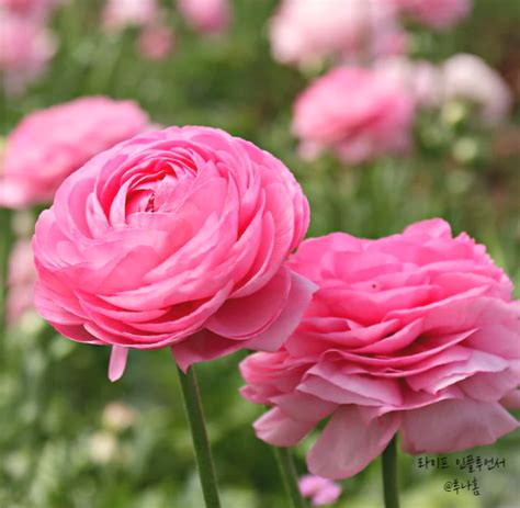 라넌큘러스 꽃말 종류 키우기 라넌큘러스 부케 가격은 네이버 블로그